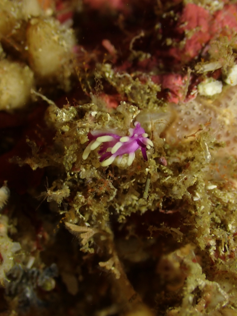 Okenia from Tasman Sea, Sandy Beach, NSW, AU on December 4, 2023 at 11: ...