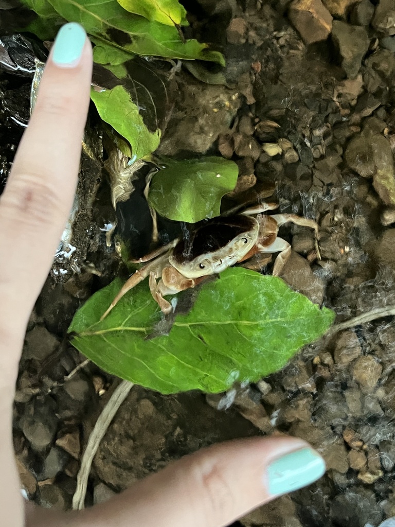 Barusa from Old Khandala Road, Lonavala, MH, IN on August 5, 2023 at 06 ...