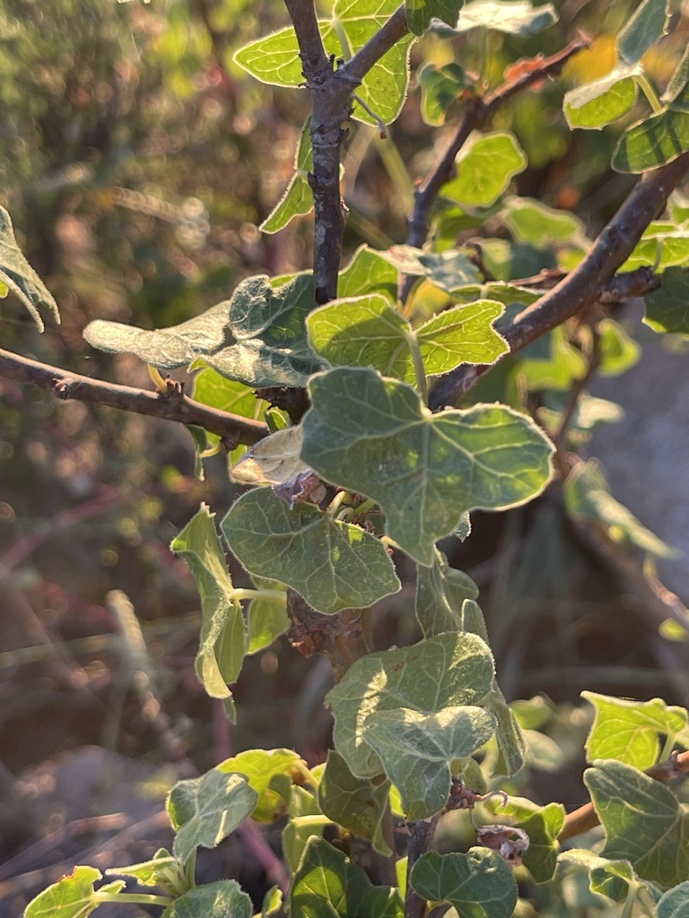 Moran’s Lomboy from Cerro de la Z, Los Cabos, B.C.S., MX on December 4 ...