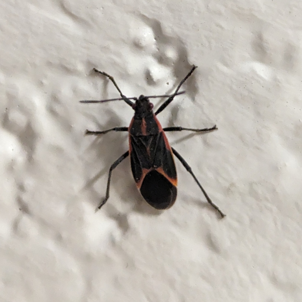 Eastern Boxelder Bug from SBD Farm past Wilson, East Lansing, MI 48824 ...