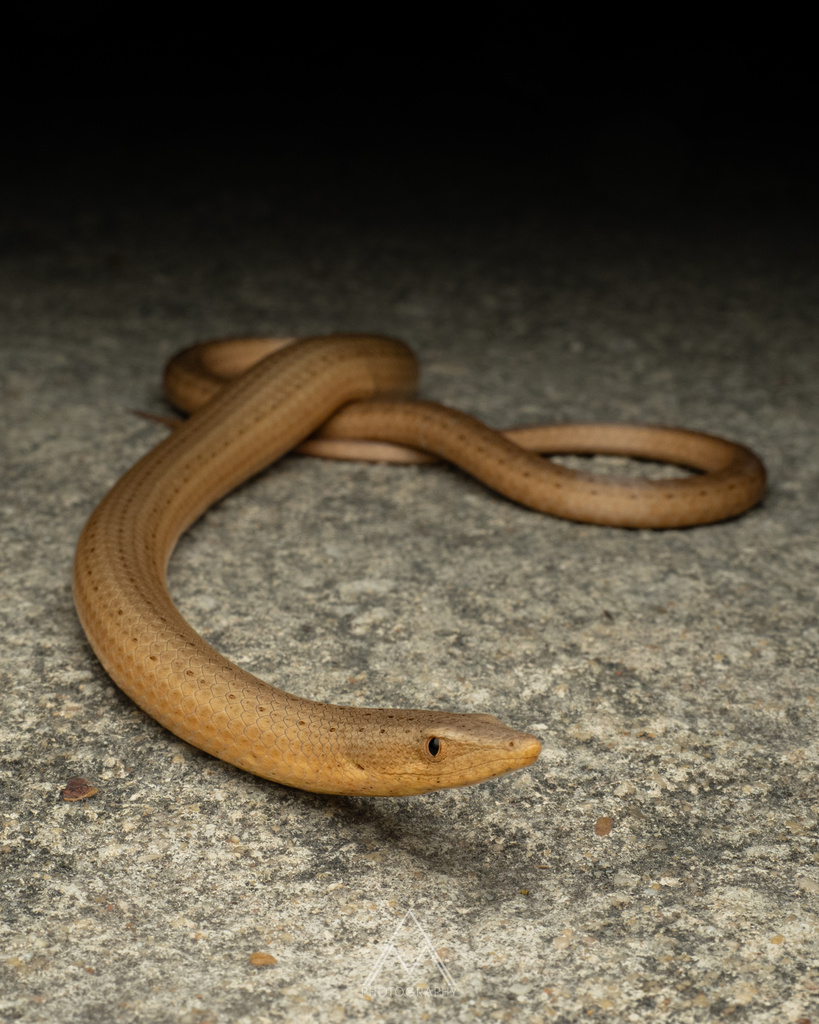 Burton's Snake-lizard from Bold Park, City Beach, WA, AU on November 21 ...