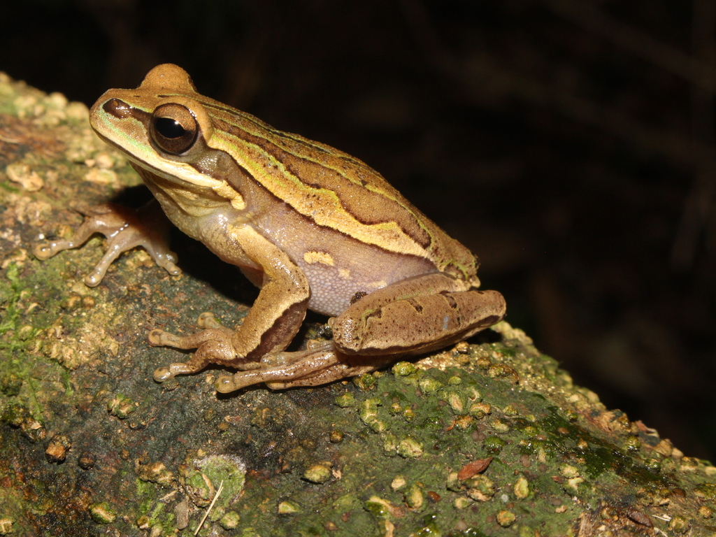 Speckled Tree Frog from Agrolândia - SC, Brasil on November 30, 2023 at ...