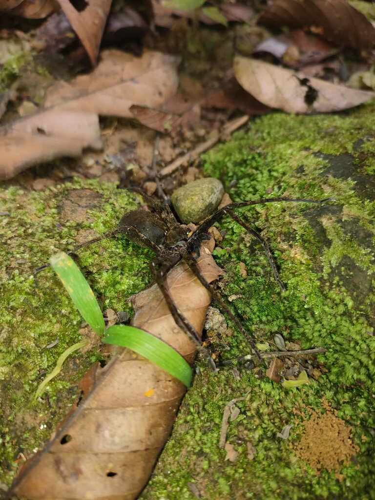 Giant Huntsman Spiders from Impalutao, Impasug-ong, Bukidnon ...