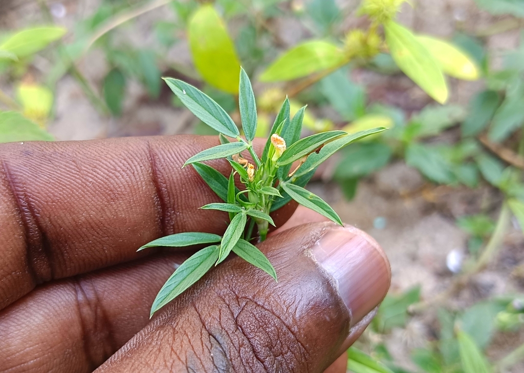 Caribbean Stylo from R837+4VM, Kodamthuruth, Kerala 688537, India on ...