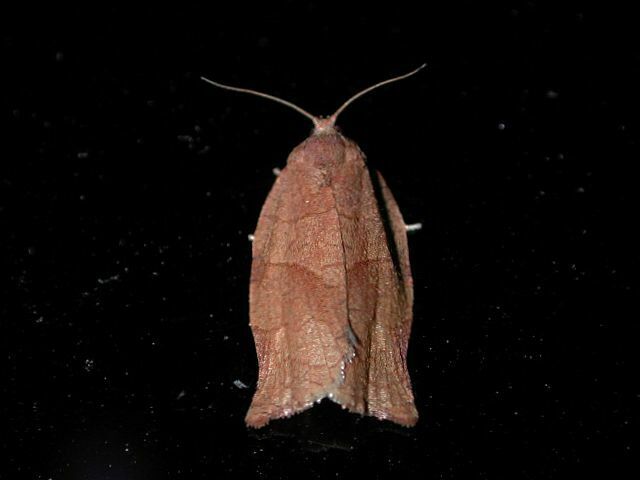 Oblique-banded Leafroller Moth from Floyd Bennet Field, Brooklyn, NY ...