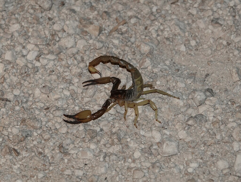Robust Burrowing Scorpion from Oshikoto, Namibia on November 26, 2023 ...
