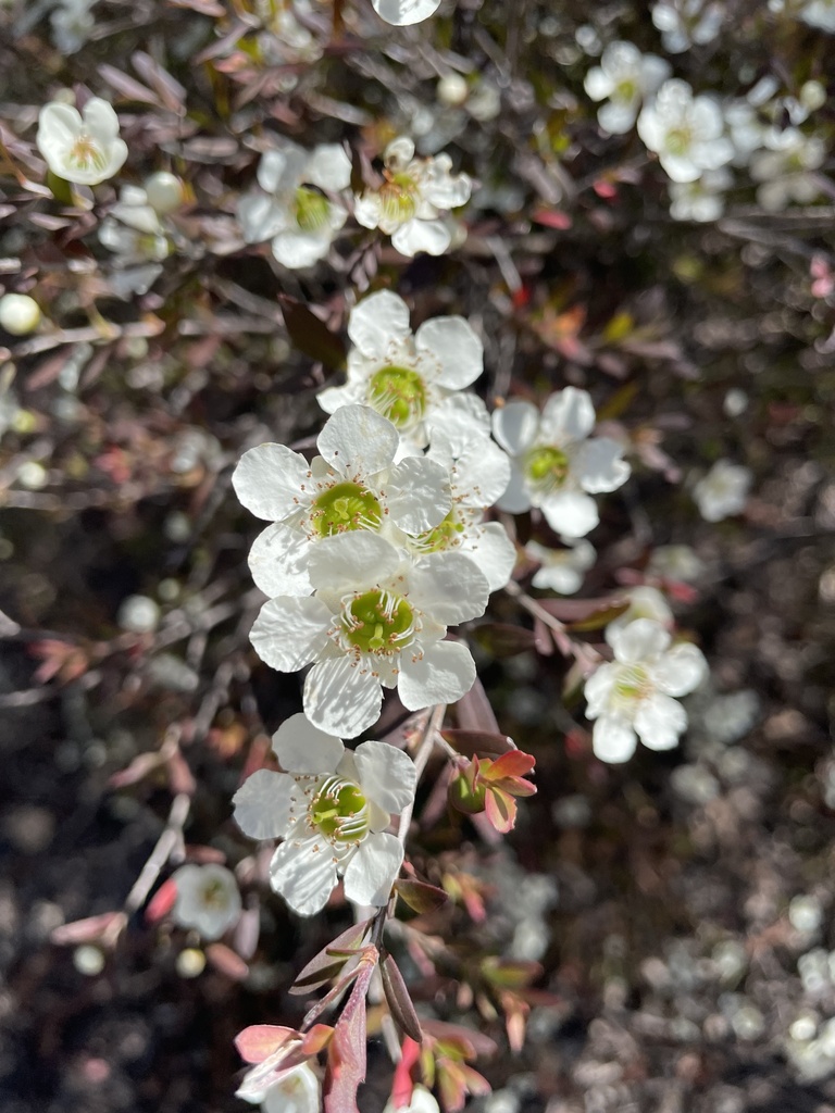 Tantoon from Hassans Walls Reserve, Hassans Walls, NSW, AU on December ...