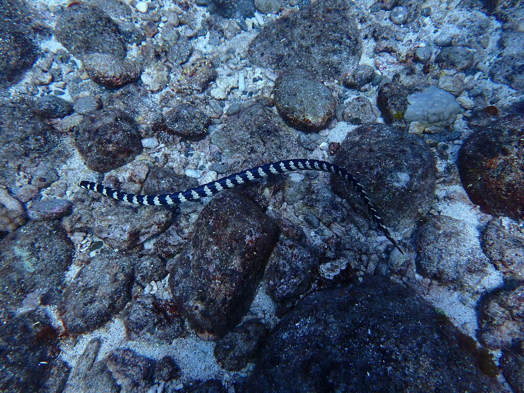 Ijima's Sea Snake from 951台灣台東縣綠島鄉 on November 26, 2023 at 11:24 AM by ...