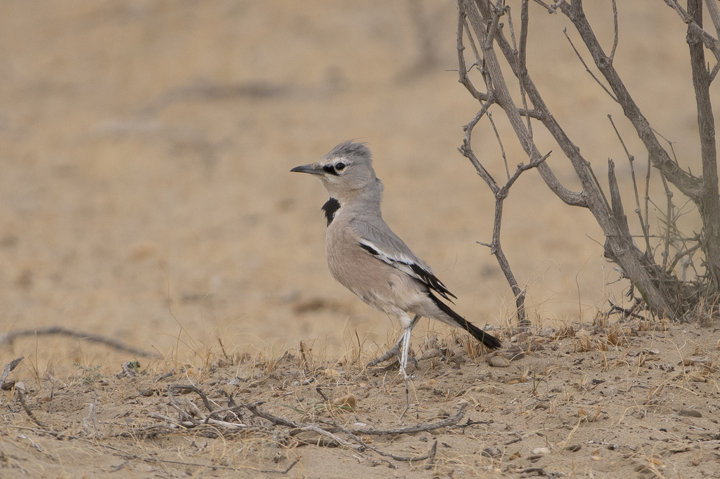 Turkestan Ground-Jay from Джандарский район, Узбекистан on May 3, 2023 ...