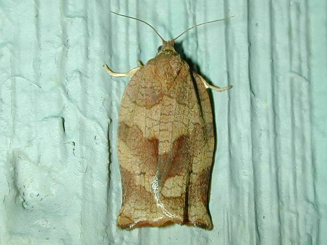 Oblique-banded Leafroller Moth from Bedford Audubon Society, Katonah ...