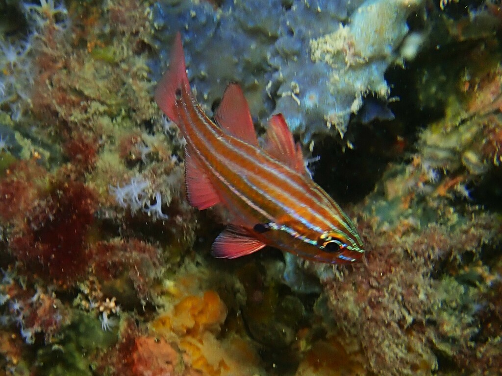 Western Striped Cardinalfish from Ammo Jetty, Coogee Beach, WA ...