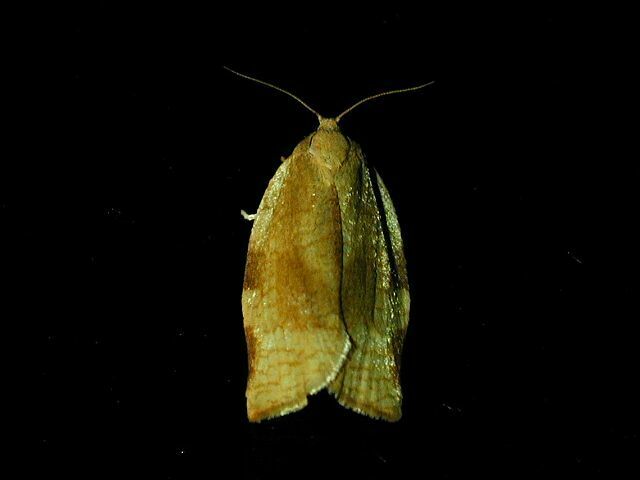 Broken-banded Leafroller Moth from Ward Pound Ridge - Michigan Rd ...