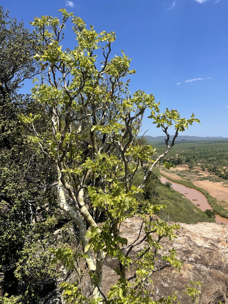 Carrot Tree from Musina, Musina, LP, ZA on December 5, 2023 at 01:12 PM ...