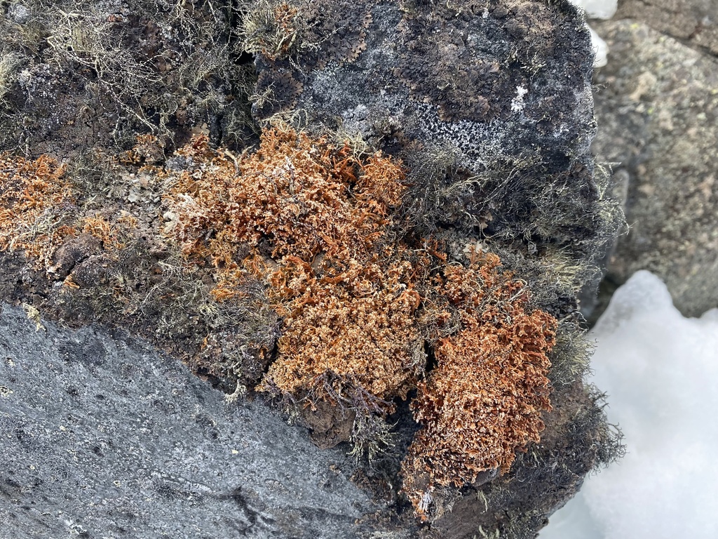 Coral Lichens from Southern Ocean, AQ on December 5, 2023 at 04:26 PM ...