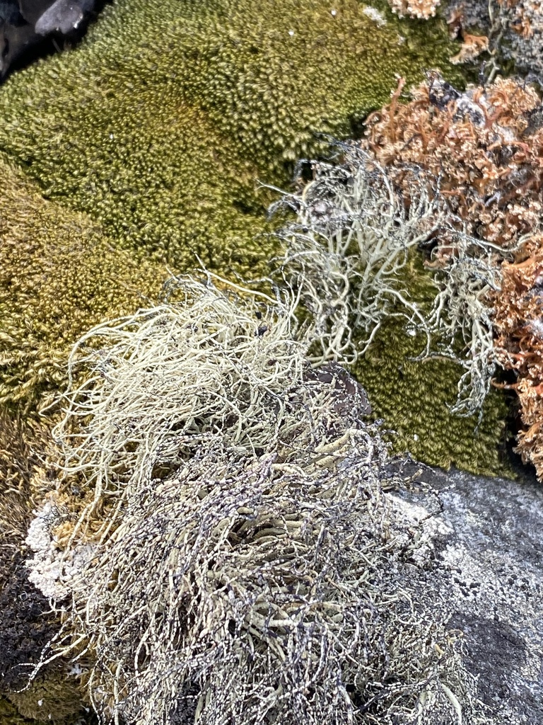 Usnea antarctica from Southern Ocean, AQ on December 5, 2023 at 04:24 ...
