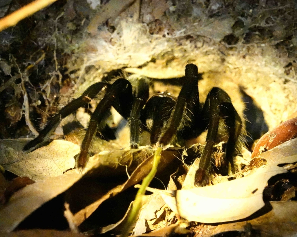 Asia-Pacific Tarantulas from Sekonyer River, Kumai, West Kotawaringin ...