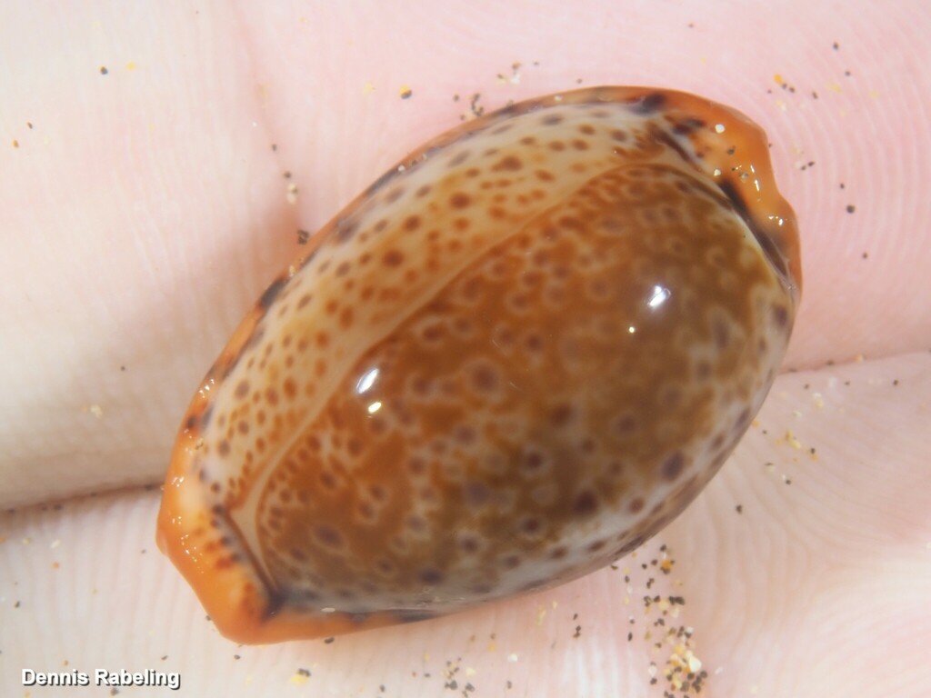 Spotted Cowrie from Las Palmas, ES-CN, ES on December 5, 2023 at 10:30 ...