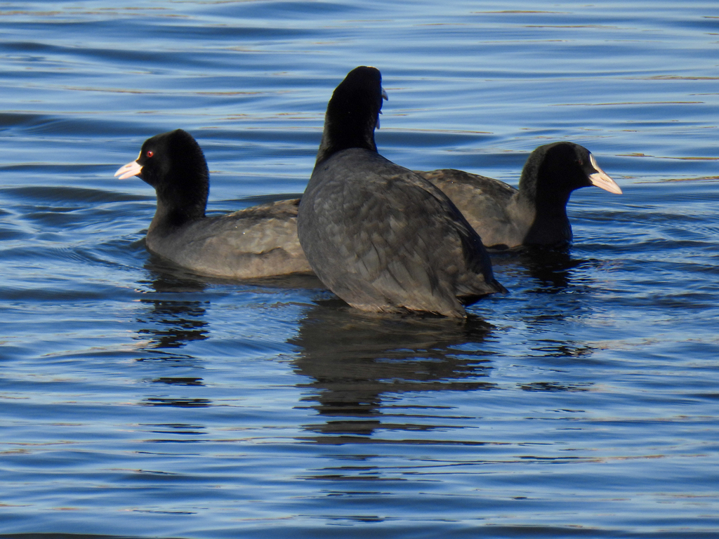 Eurasian Coot from Tama Ward, Kawasaki, Kanagawa, Japan on December 6 ...