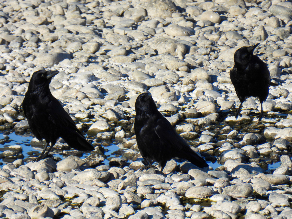 Eastern Carrion Crow from Tama Ward, Kawasaki, Kanagawa, Japan on ...