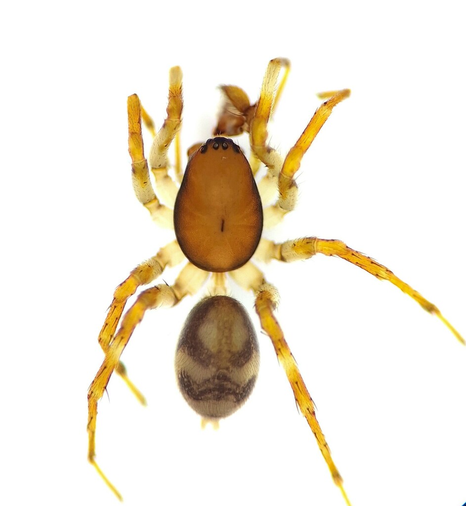 Tenedos asteronoides from 8JG3+732 Estación Científica Yasuní PUCE ...