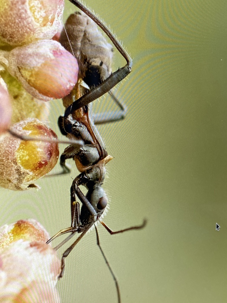 Texas Bow-legged Bug from Morgan, TX, US on November 10, 2022 at 09:26 ...