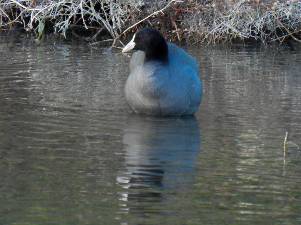 Eurasian coot from Tama Ward, Kawasaki, Kanagawa, Japan on December 6 ...