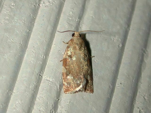 Oak Leafroller Moth from Floyd Bennet Field, Brooklyn, NY, USA on June ...