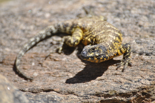 Liolaemus inti · iNaturalist