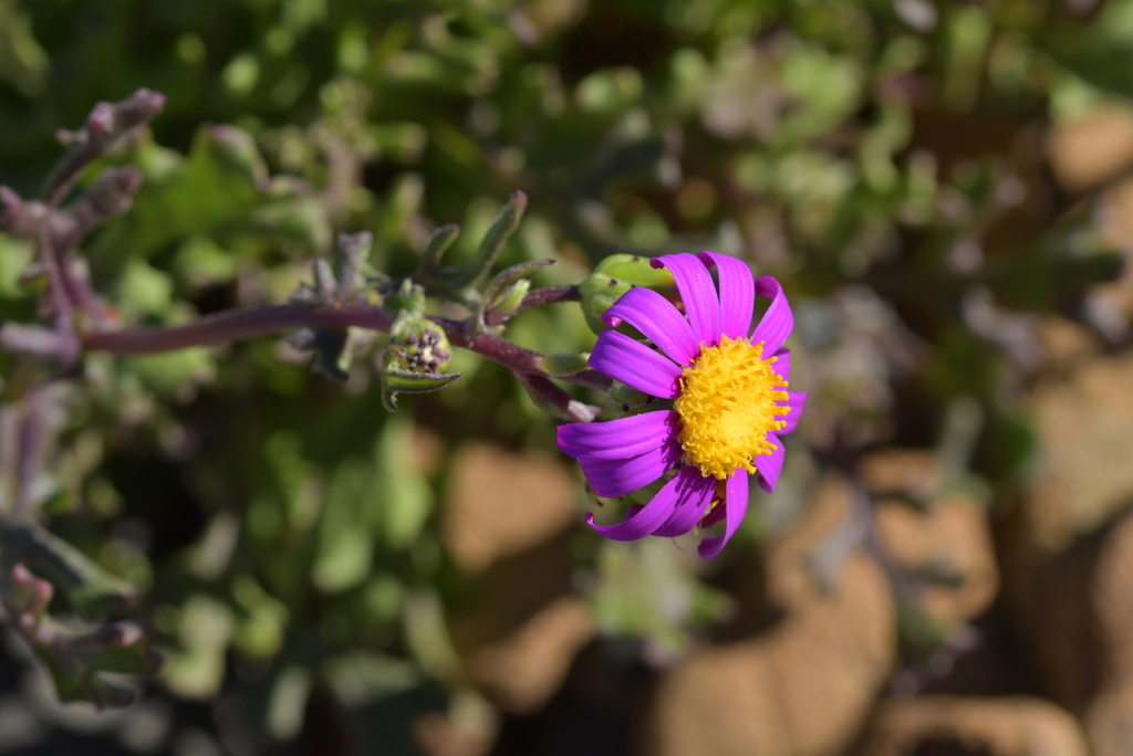 Red-purple Ragwort from Breaker Bay, Wellington 6022, New Zealand on ...