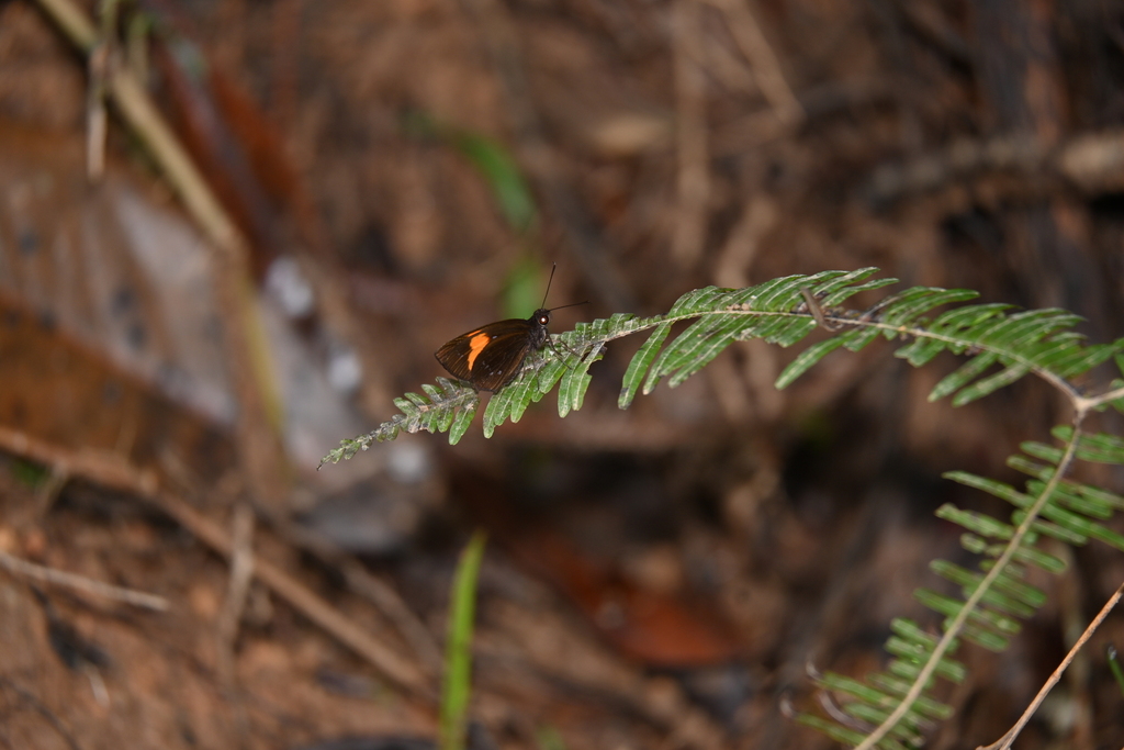 Gem Demon from Penang, Malaysia on December 3, 2023 at 10:08 AM by ...