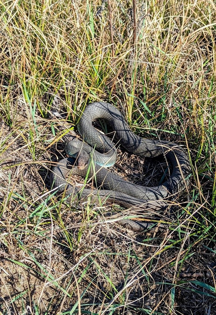 Blue Racer in November 2023 by saucequatch · iNaturalist