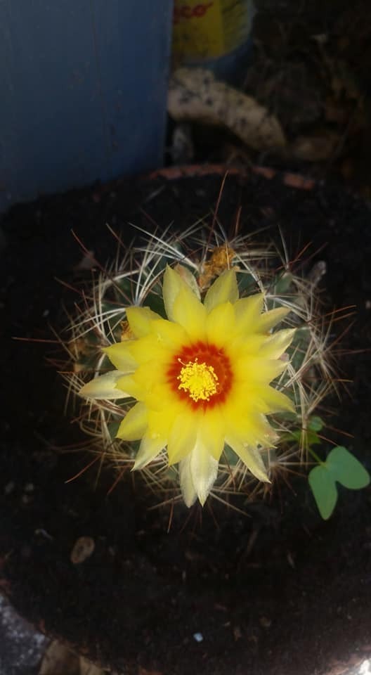 globular cacti, moonlight cacti, torch cacti, and allies from Saltillo ...