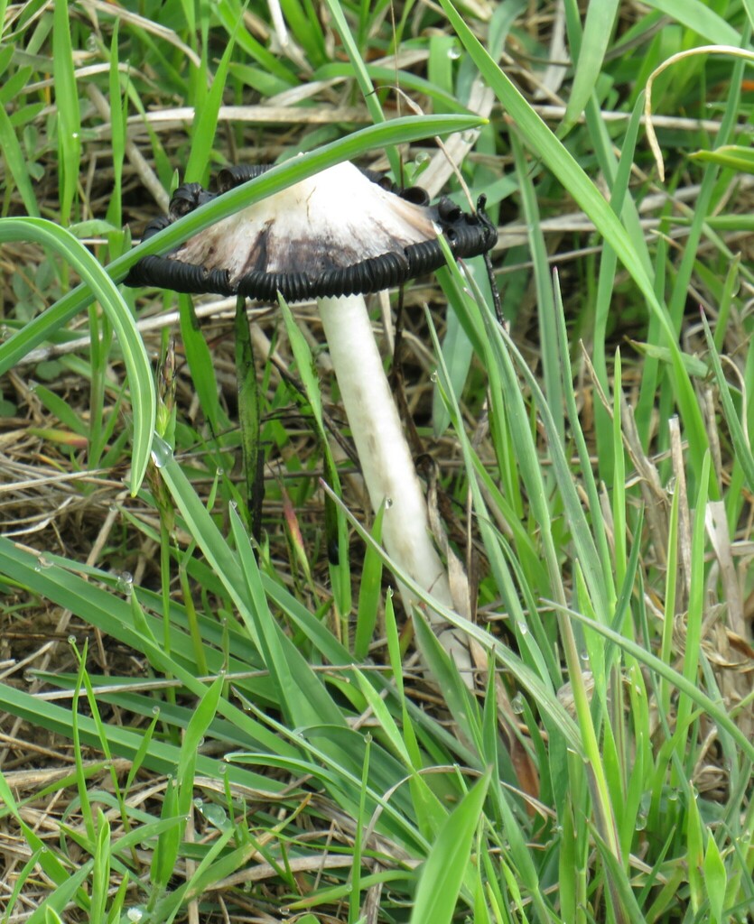 inky caps from Lenins'kyi, UA-KR, UA on April 16, 2021 at 08:58 AM by ...