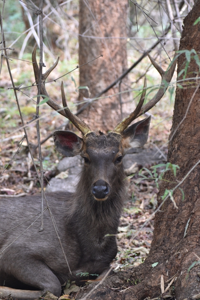 Sri Lankan Sambar Deer in December 2023 by Srinjan Majumdar · iNaturalist