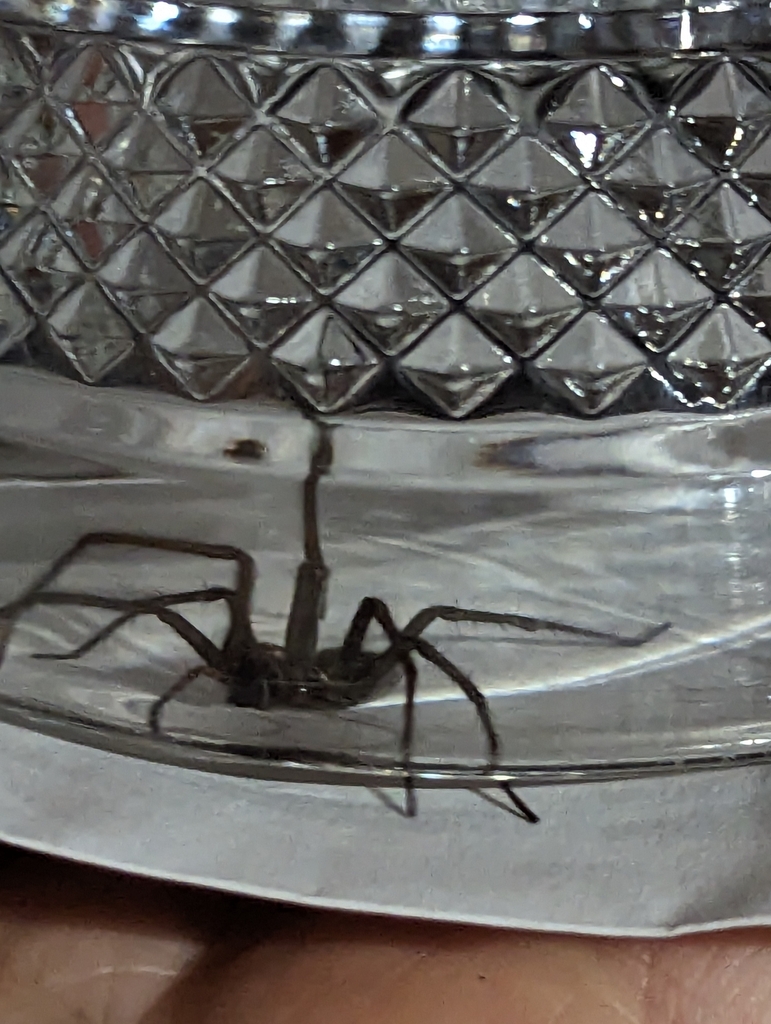 Giant House Spider from Duvall, WA 98019, USA on December 6, 2023 at 07 ...