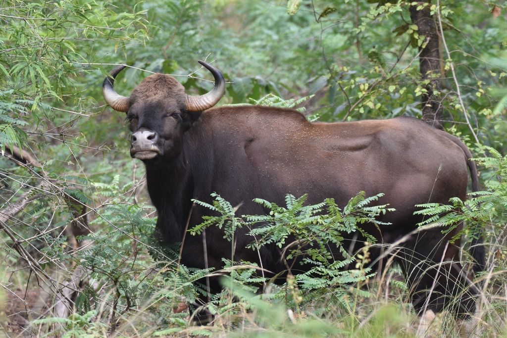 Gaur in December 2023 by Srinjan Majumdar · iNaturalist