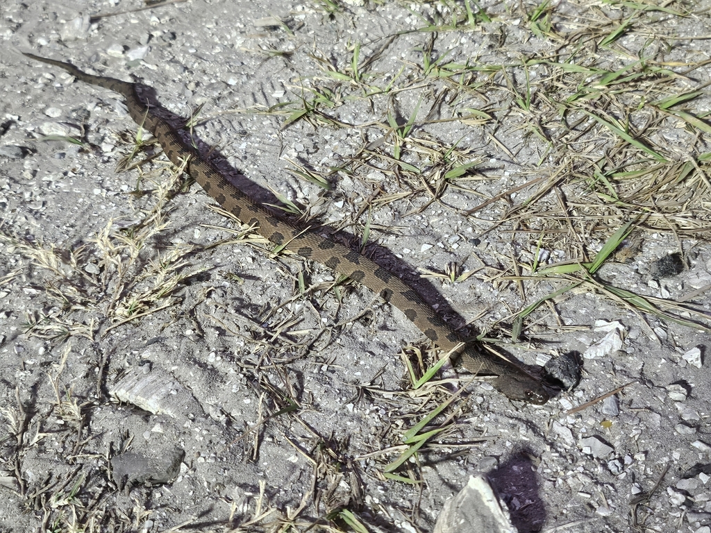 Brown Watersnake from Boyd Hill Nature Preserve on November 9, 2023 at ...