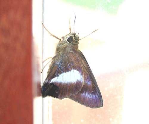 Perak Banded Awl (Hasora mavis) · iNaturalist