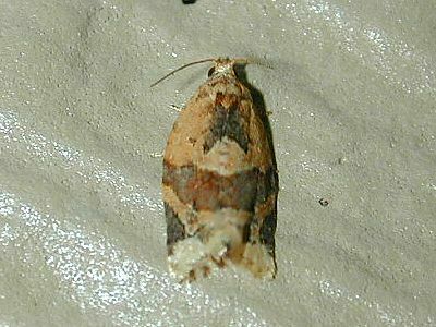 Red-banded Leafroller Moth from Floyd Bennet Field, Brooklyn, NY, USA ...