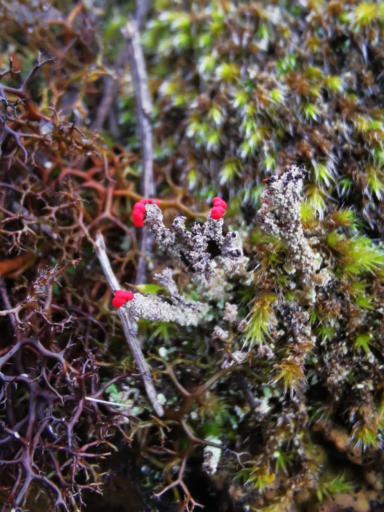 Pixie Cup Lichens from 5450 Lixa do Alvão, Portugal on December 5, 2023 ...