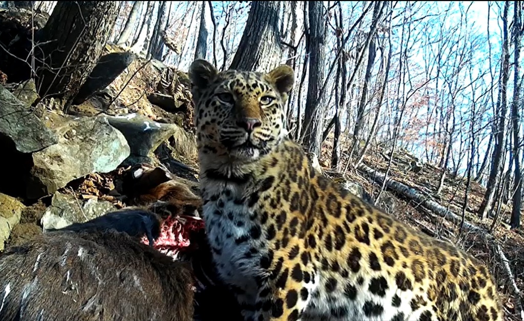 Amur Leopard in February 2019 by Royle Safaris · iNaturalist