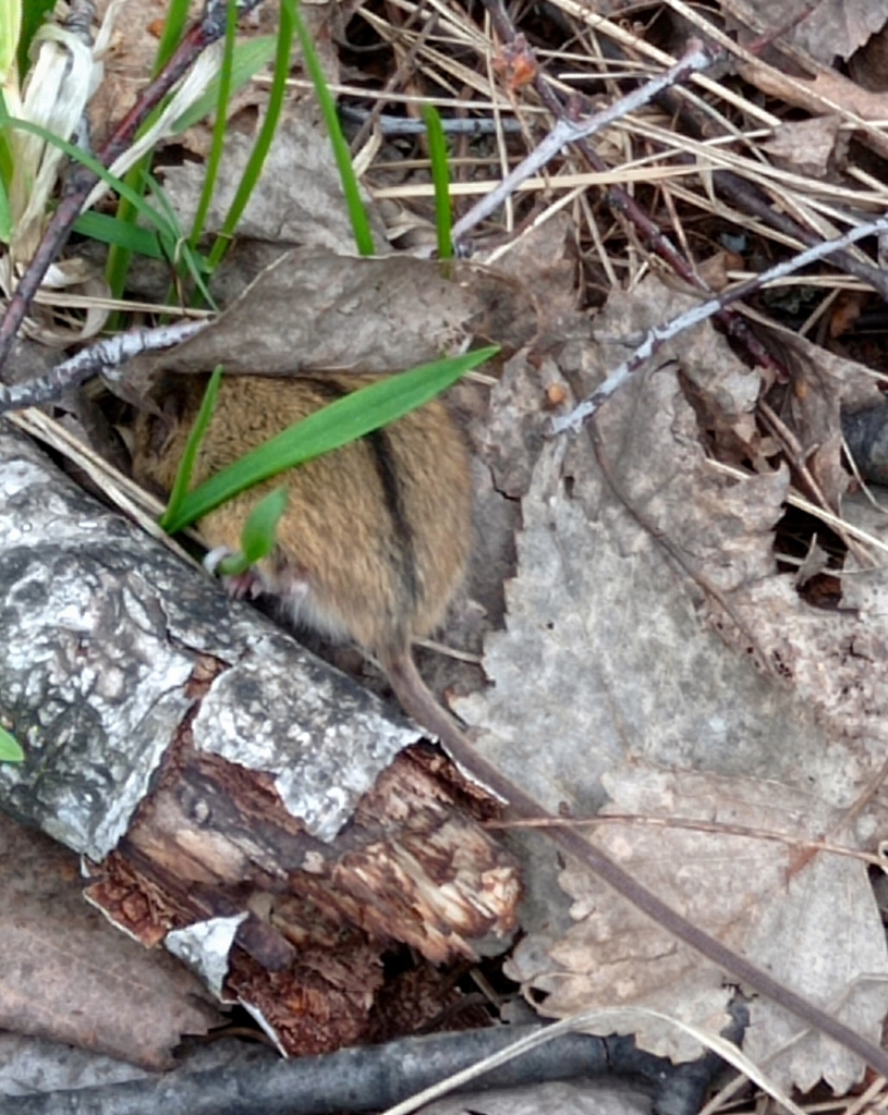 Northern Birch Mouse from Красноярск, Красноярский край, Россия, 660074 ...
