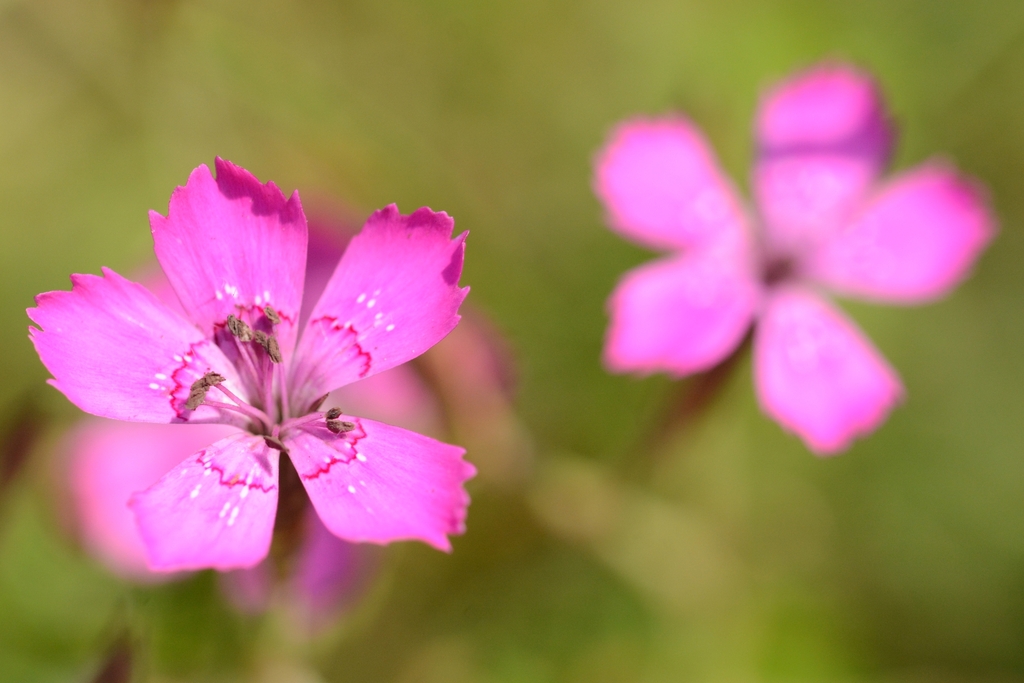 Maiden Pink from Olsztyn, Polska on July 9, 2017 at 12:33 PM by id78 ...