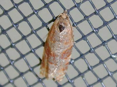 Pine Tube Moth from Bedford Audubon Society, Katonah, NY, USA on May 16 ...