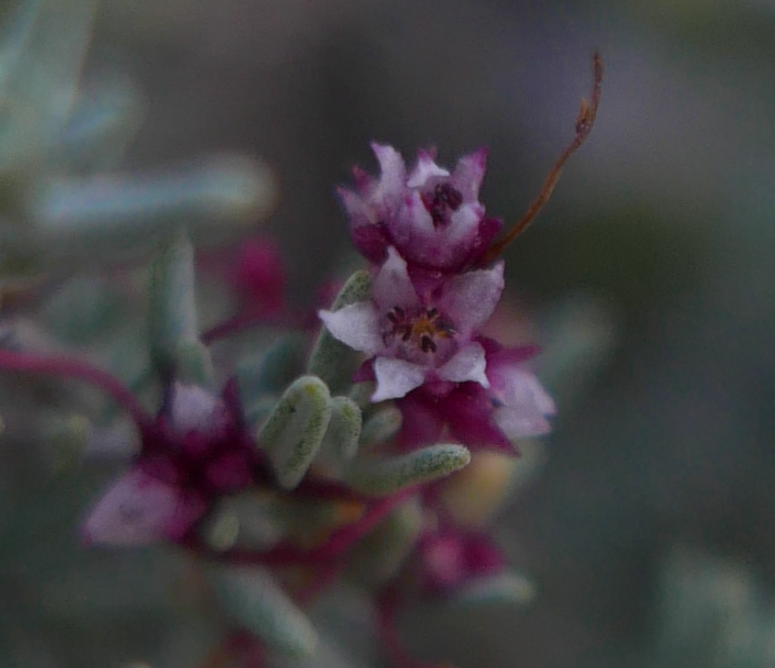 Clover Dodder from Los Tiradores, Cuenca, Spanien on September 29, 2023 ...