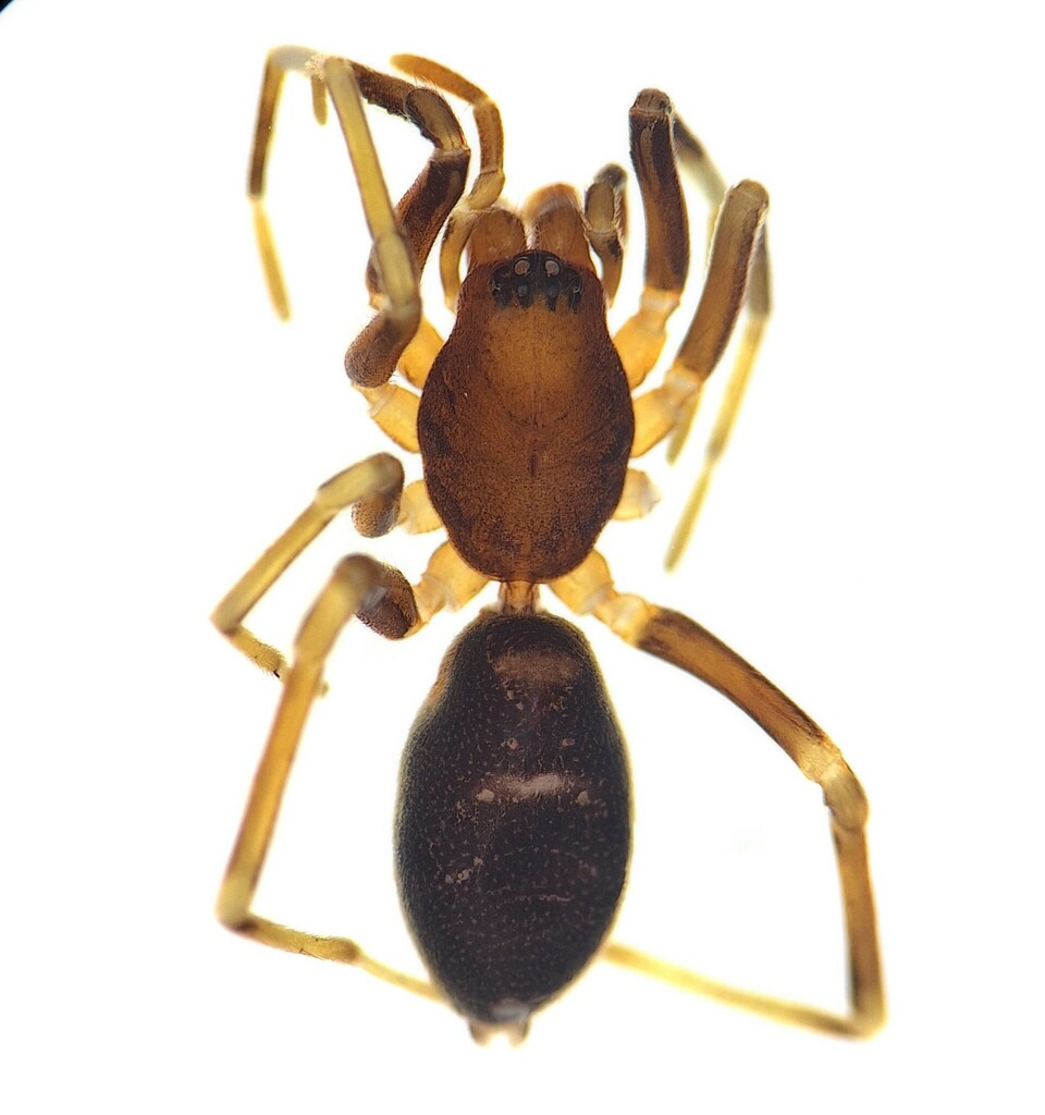 Ground and Ant-mimic Sac Spiders from 8JG3+732 Estación Científica ...