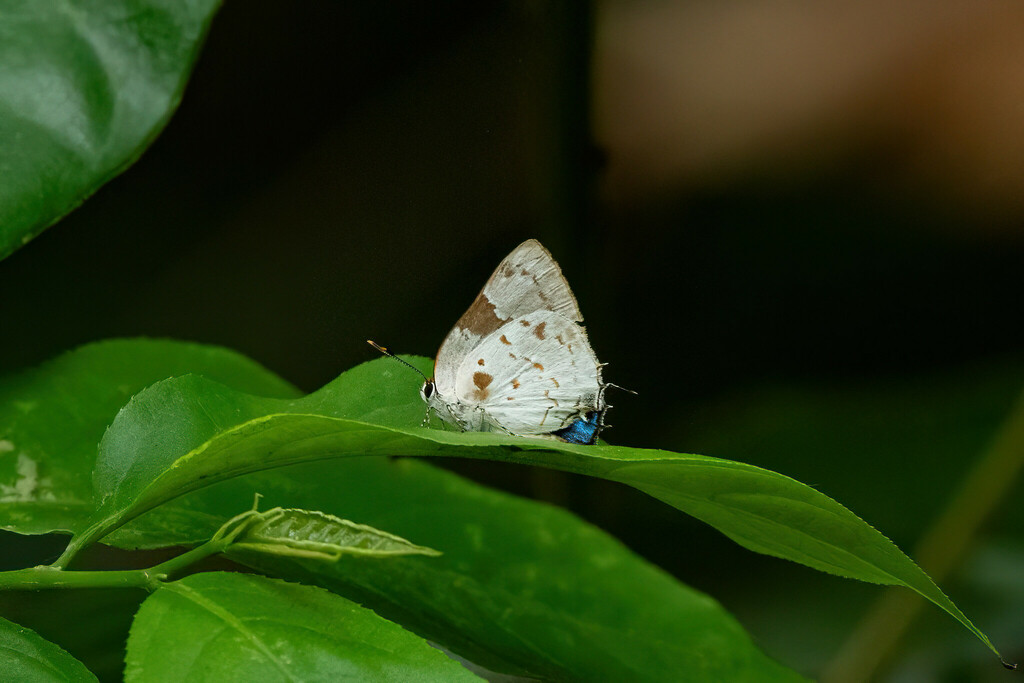 Tmolus cydrara from Concesion Villa Ana, Madre de Dios on October 27 ...