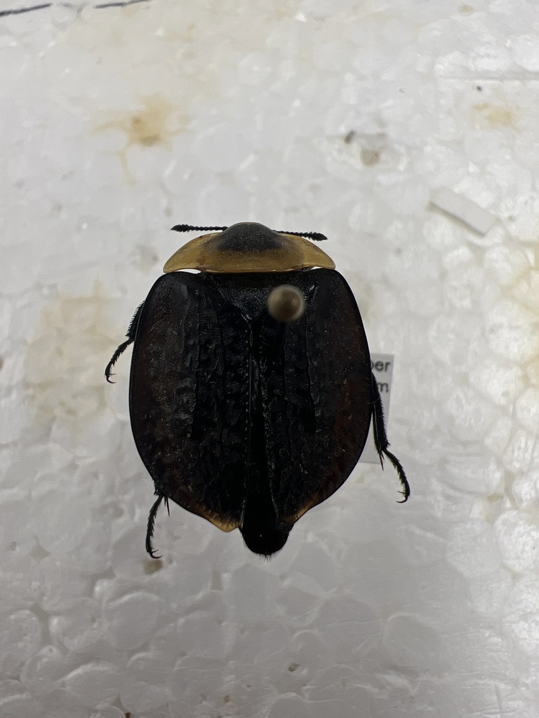 American Carrion Beetle from Western Kentucky University, Bowling Green ...