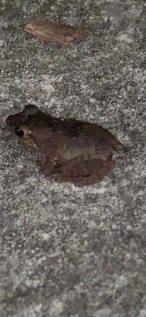 Lesser Antillean whistling frog from Main Island, Bermuda, BM on August ...