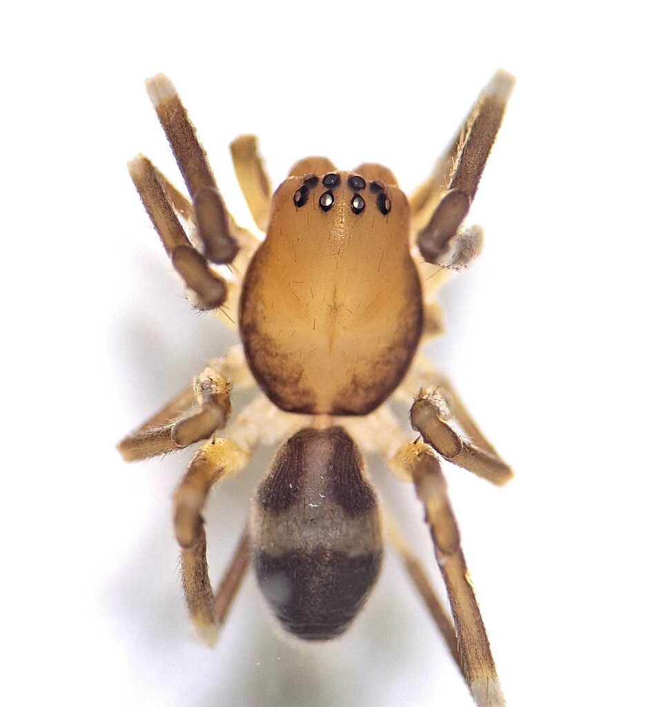Ground and Ant-mimic Sac Spiders from 8JG3+732, Orellana, Ecuador on ...